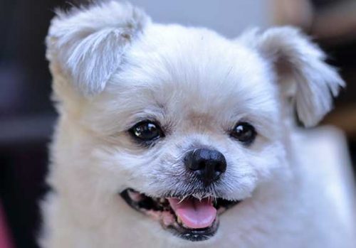 Shih Tzu and Pomeranian Mix - Things You Need to Know | ZooAwesome