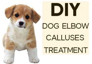 Best Remedy for Dog Elbow Callus | ZooAwesome