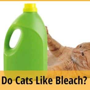 Do Cats Like Bleach? | ZooAwesome