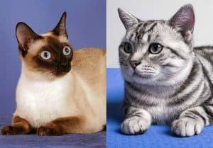 Lynx Point Siamese - All Things You Need to Know | ZooAwesome