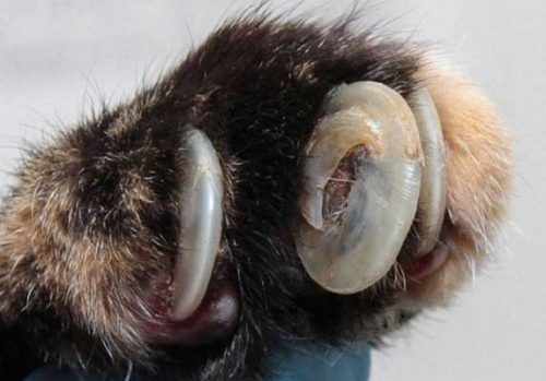 How To Prevent Cat Ingrown Nails? | ZooAwesome