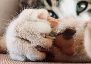 How To Prevent Cat Ingrown Nails? | ZooAwesome
