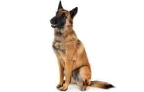 15 Dog Breeds That Look Like German Shepherds | ZooAwesome