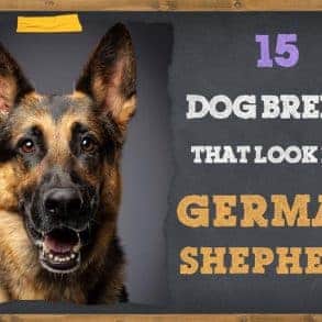 15 Dog Breeds That Look Like German Shepherds | ZooAwesome