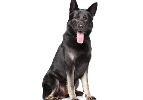 15 Dog Breeds That Look Like German Shepherds | ZooAwesome