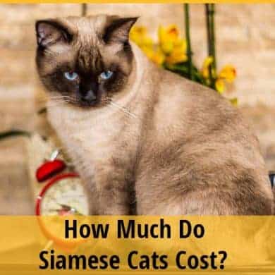 How Much Do Siamese Cats Cost? | ZooAwesome