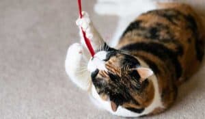 Why Do Cats Like String? | ZooAwesome