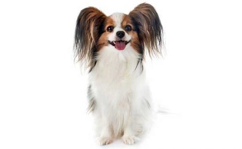 16 Popular Dog Breeds With Big Ears | ZooAwesome