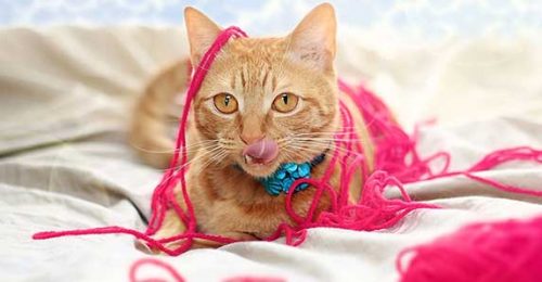 Why Do Cats Like String? | ZooAwesome