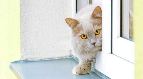 Cat Hanging Around My House - What Does It Mean? | ZooAwesome