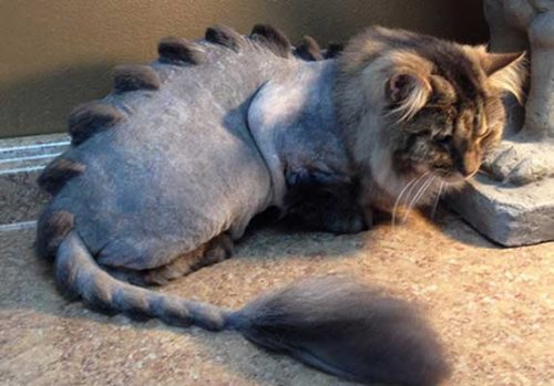 Lion Cut for Cats - Things You Should Know | ZooAwesome