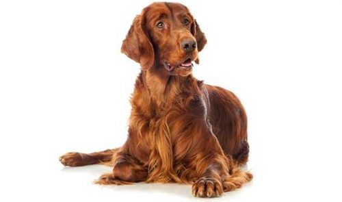 16 Popular Dog Breeds With Big Ears | ZooAwesome