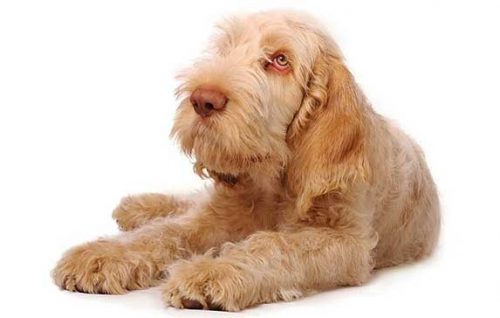 16 Popular Dog Breeds With Big Ears | ZooAwesome