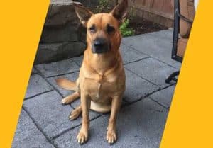 Rhodesian Ridgeback German Shepherd Mix (Everything You Need to Know ...