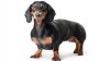 10 Exquisite Dog Breeds With Floppy Ears | ZooAwesome