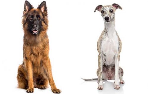 Whippet German Shepherd Mix - Everything You Need To Know | ZooAwesome