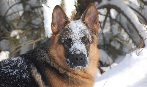 How Cold Is Too Cold For a German Shepherd? | ZooAwesome