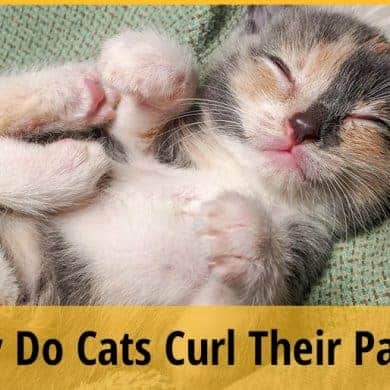 Why Do Cats Curl Their Paws? | ZooAwesome
