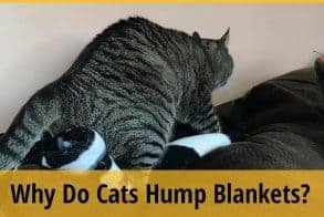 Why Do Cats Hump Blankets? | ZooAwesome