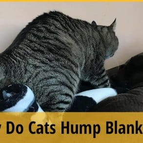Why Do Cats Hump Blankets? | ZooAwesome