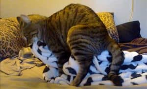 Why Do Cats Hump Blankets? | ZooAwesome