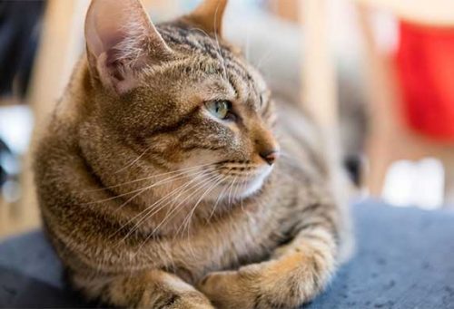 Why Do Cats Curl Their Paws? | ZooAwesome