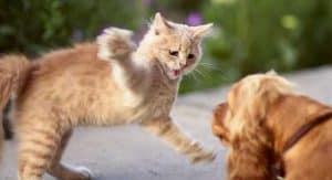 Why Do Cats Raise Their Backs When You Pet Them? | ZooAwesome