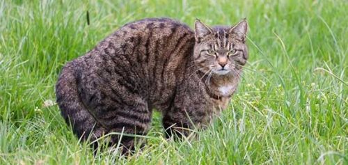 Why Do Cats Raise Their Backs When You Pet Them? | ZooAwesome