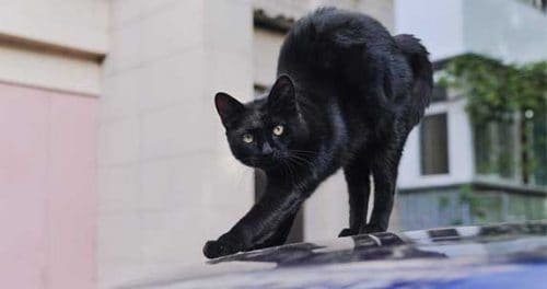 Why Do Cats Raise Their Backs When You Pet Them? | ZooAwesome