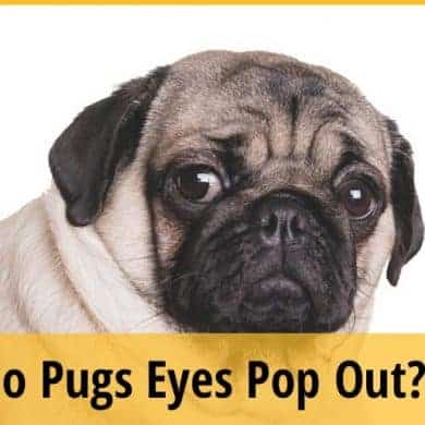 Do Pugs Eyes Pop Out? | ZooAwesome
