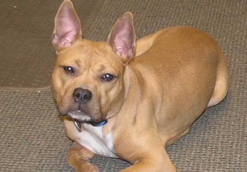 All About French Bulldog and Pitbull Mix | ZooAwesome