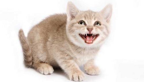Kitten Teeth Falling Out-What Does It Mean? | ZooAwesome