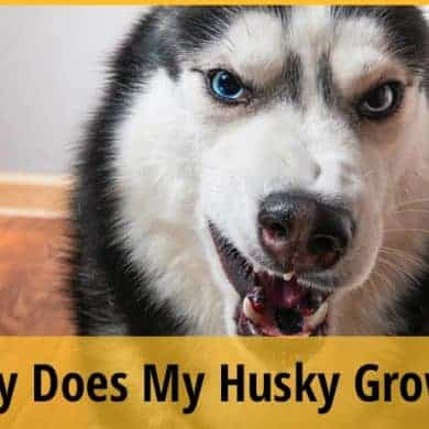 Husky Growling - How To Stop It? | ZooAwesome