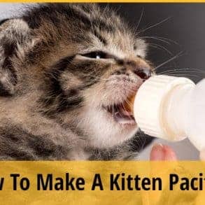 How To Make A Kitten Pacifier? | ZooAwesome
