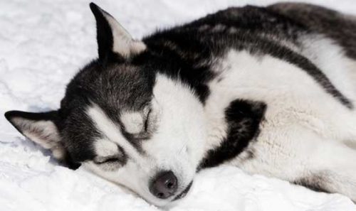 Husky Growling - How To Stop It? | ZooAwesome