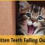 Kitten Teeth Falling Out-What Does It Mean? | ZooAwesome