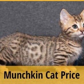 Munchkin Cat Price - Guidelines and Examples | ZooAwesome