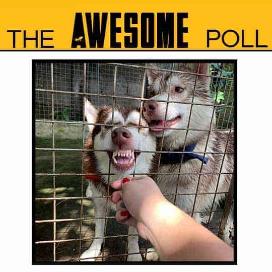 Husky Growling - How To Stop It? | ZooAwesome