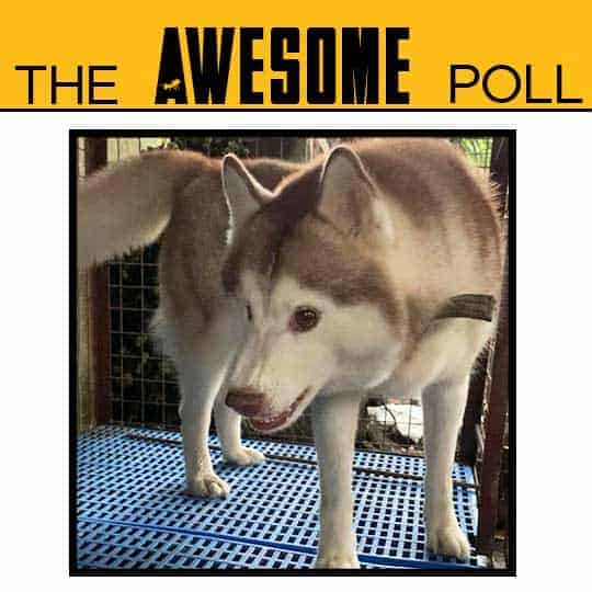 Husky Growling - How To Stop It? | ZooAwesome