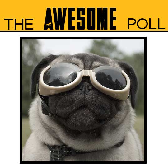 Do Pugs Eyes Pop Out? | ZooAwesome