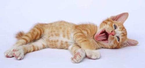 Kitten Teeth Falling Out-What Does It Mean? | ZooAwesome