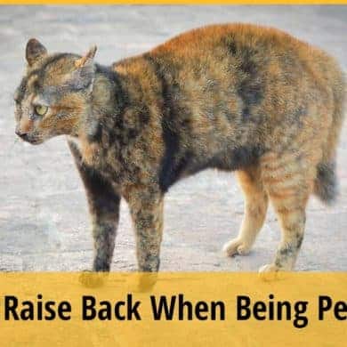 Why Do Cats Raise Their Backs When You Pet Them? | ZooAwesome