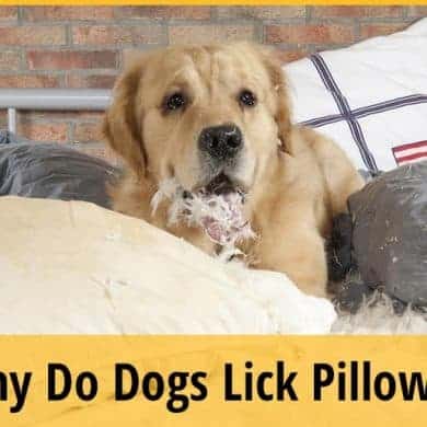 Why Do Dogs Lick Pillows? | ZooAwesome