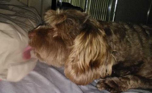 Why Do Dogs Lick Pillows? | ZooAwesome