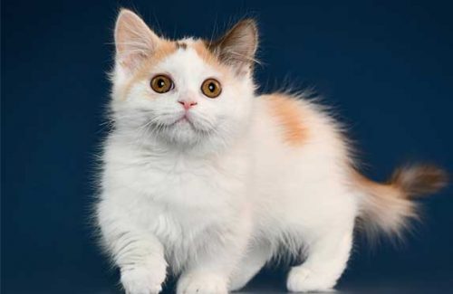 Munchkin Cat Price - Guidelines and Examples | ZooAwesome