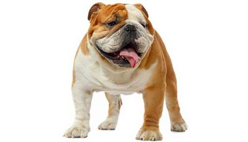 List Of Dog Breeds With Turned Out Feet | ZooAwesome