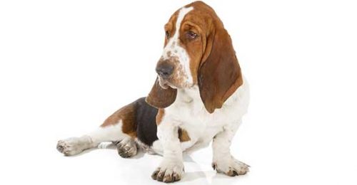 List Of Dog Breeds With Turned Out Feet | ZooAwesome