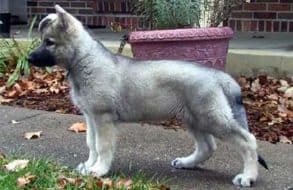 German Shepherd Colors - List and Facts | ZooAwesome
