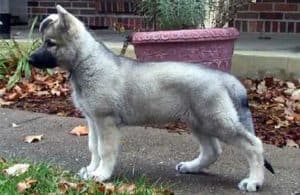 German Shepherd Colors - List and Facts | ZooAwesome