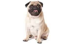 List Of Dog Breeds With Turned Out Feet | ZooAwesome